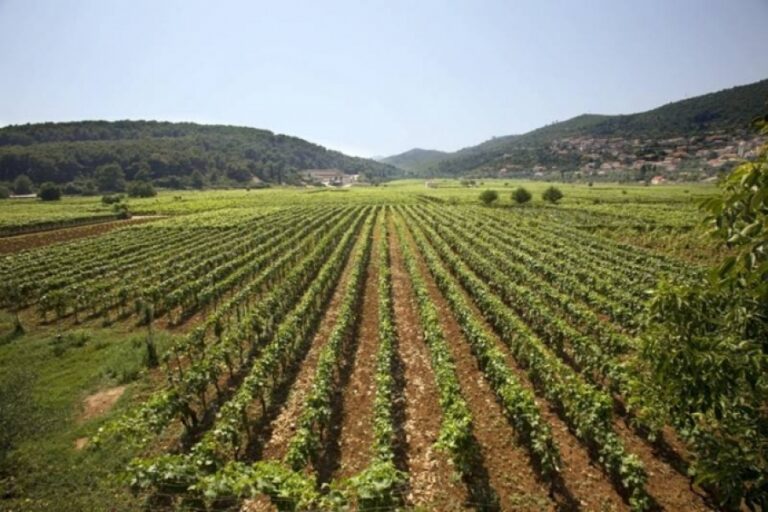 Croatian Wine Regions: The 4 Best Croatian Wineries - Tourist's Book